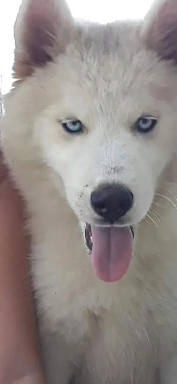 husk siberiano - Cachorros - Imbituba 1468251821 | OLX