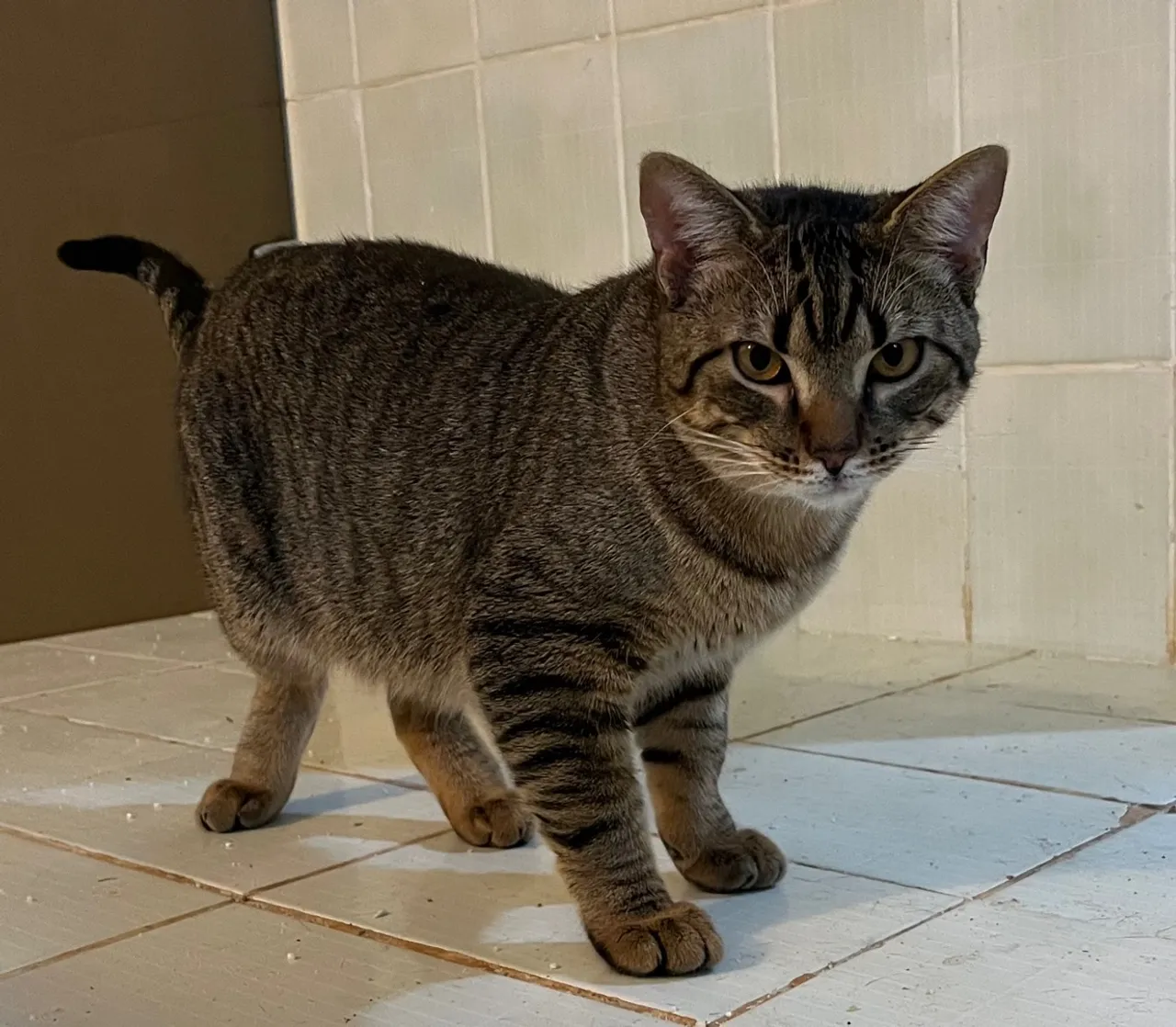 "gatos tigrados" - Gatos no Brasil