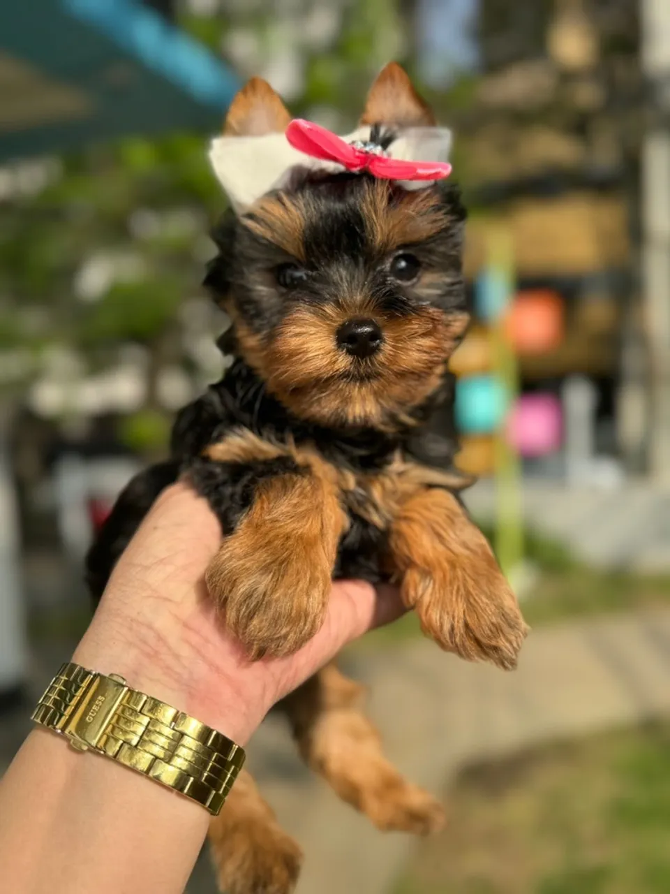 "yorkshire terrier mini" - Cachorros no Brasil