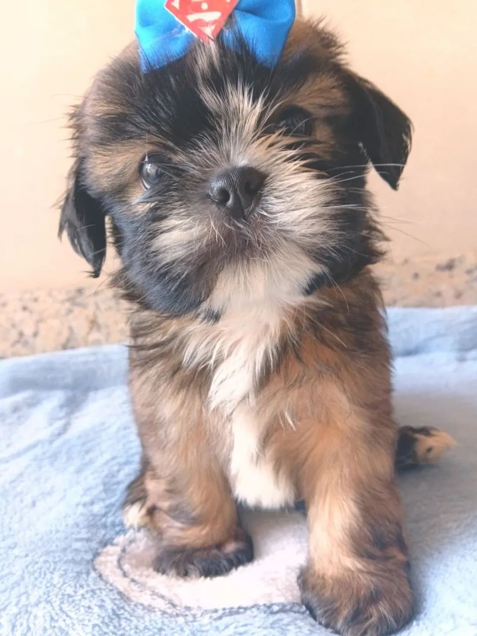 Filhotes de shit zu prontos para entregar - Cachorros - Sombrio ...