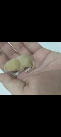 "filhote de esquilos" no Brasil