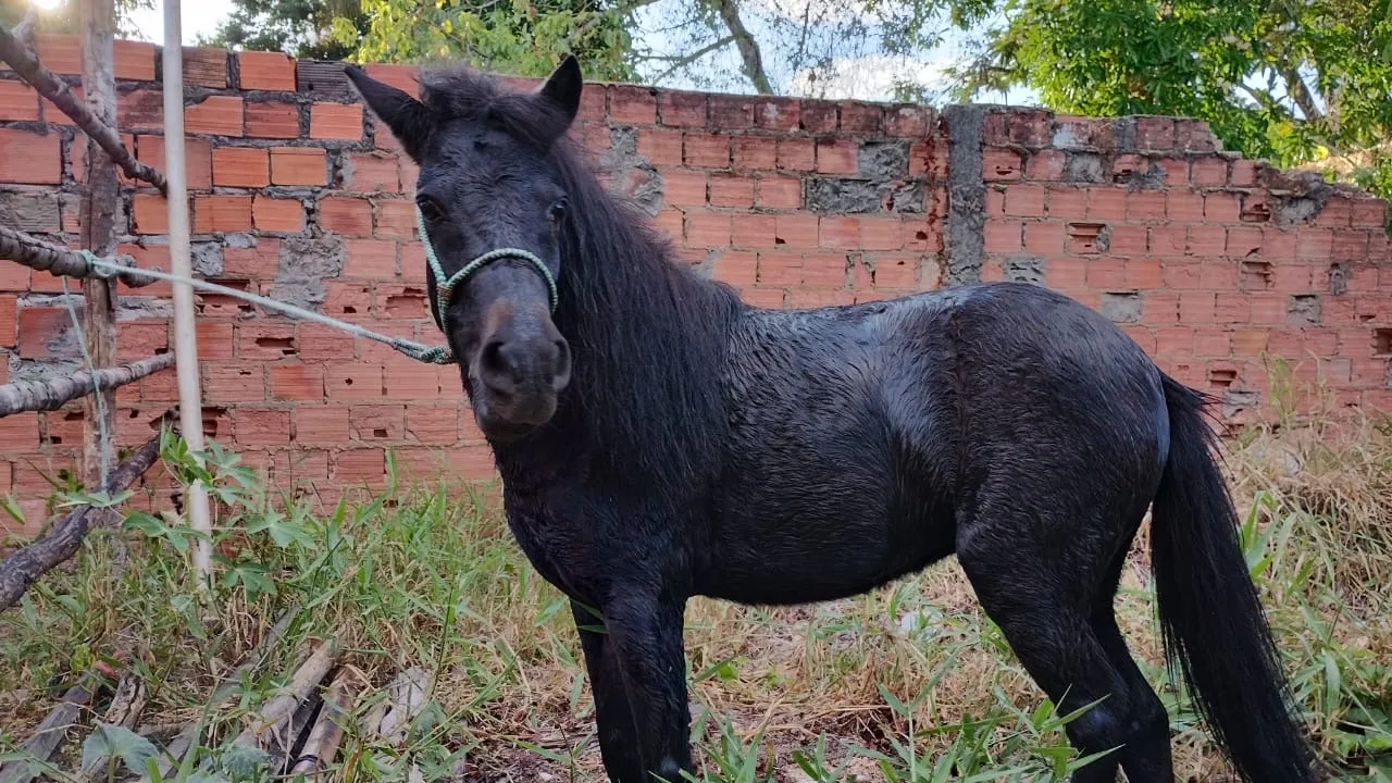 "mini ponei" no Brasil