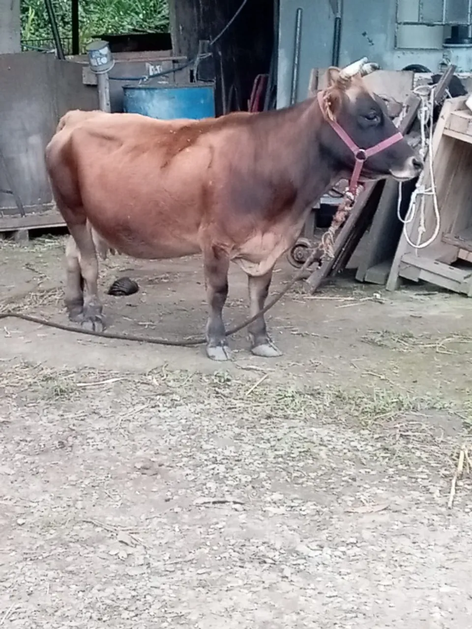 "mini vaca" - Animais para agropecuária no Brasil