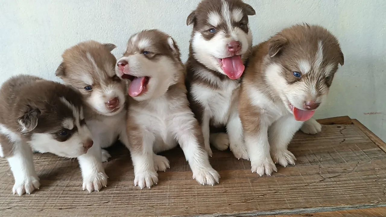 Husky siberiano wooly - Cachorros - Centro, Feira de Santana 1468198448 ...
