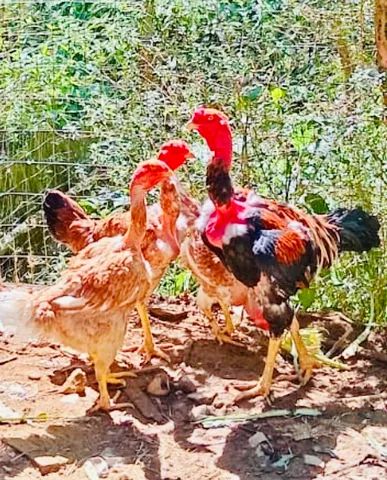 "galinha polaca" no Brasil