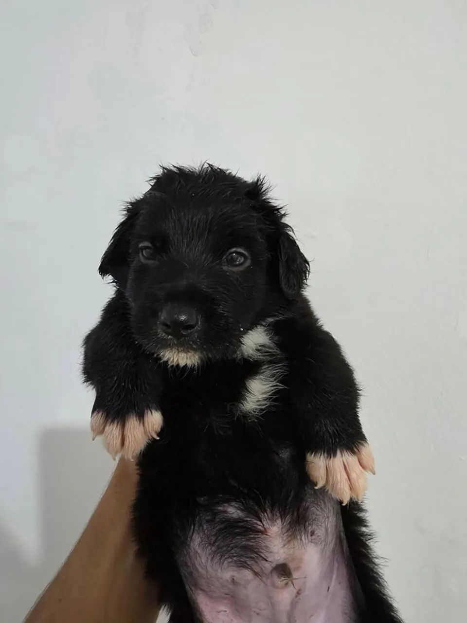 Filhotes SRD adoção - Cachorros - Taguatinga Norte (Taguatinga ...