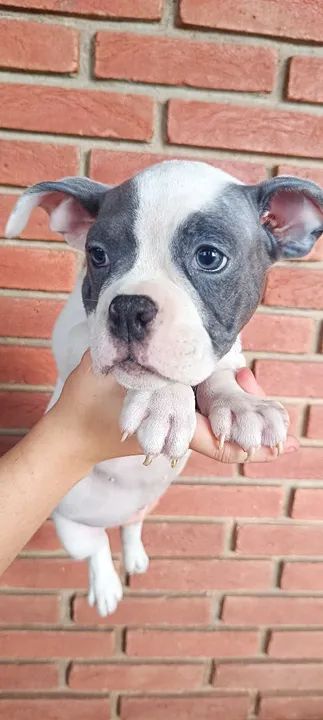 "filhote american bully standard" no Brasil