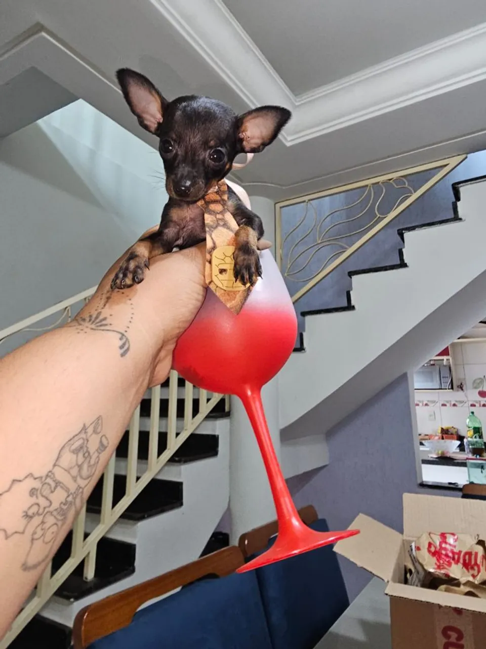 "pinscher 0" - Cachorros no Brasil