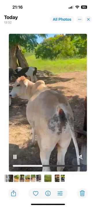 Boi de pasto 12 arrobas de media para venda - Animais para agropecuária ...