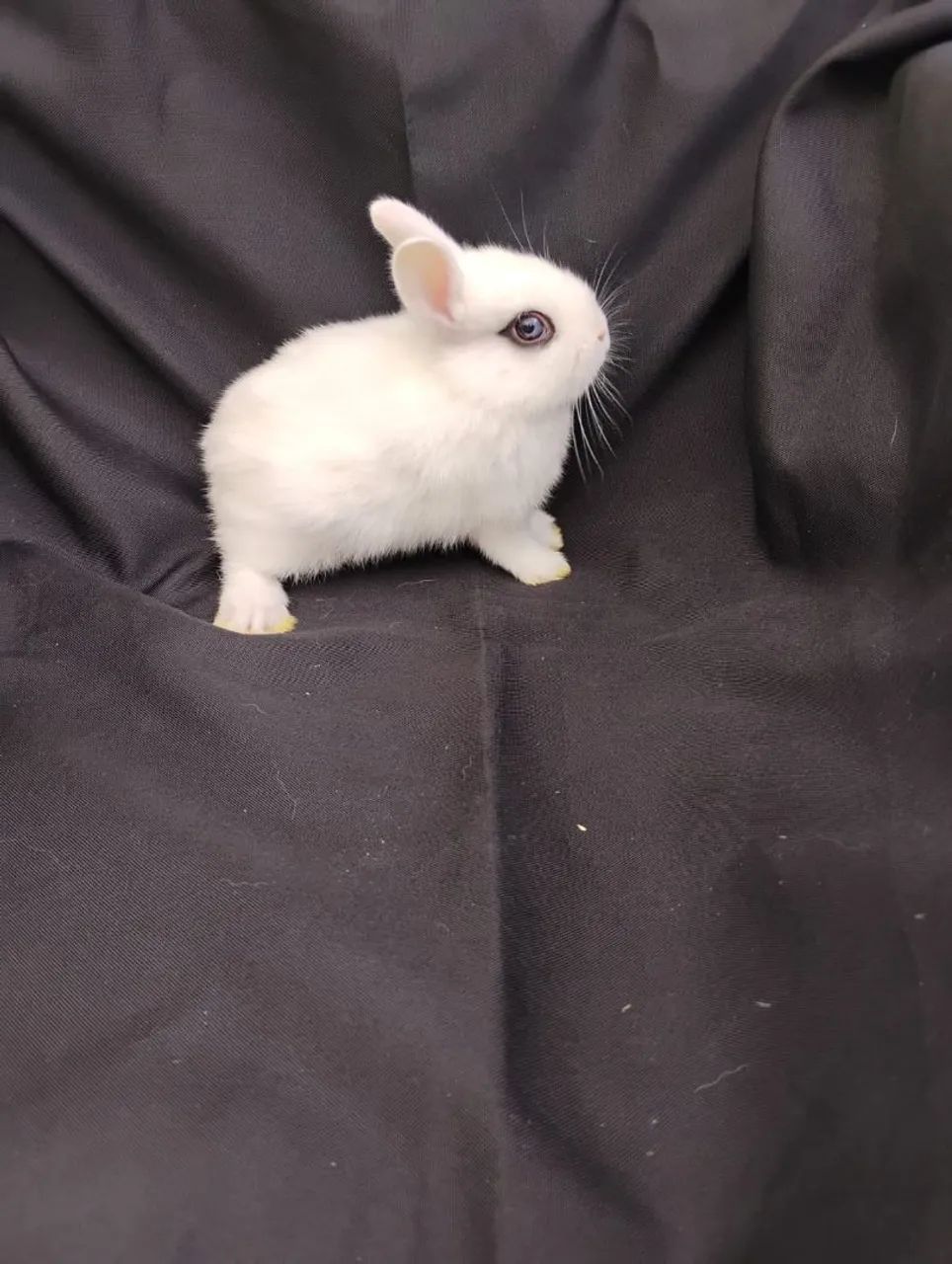 Mini Lion Head e Netherland Mini Coelhos Disponíveis - Outros animais ...