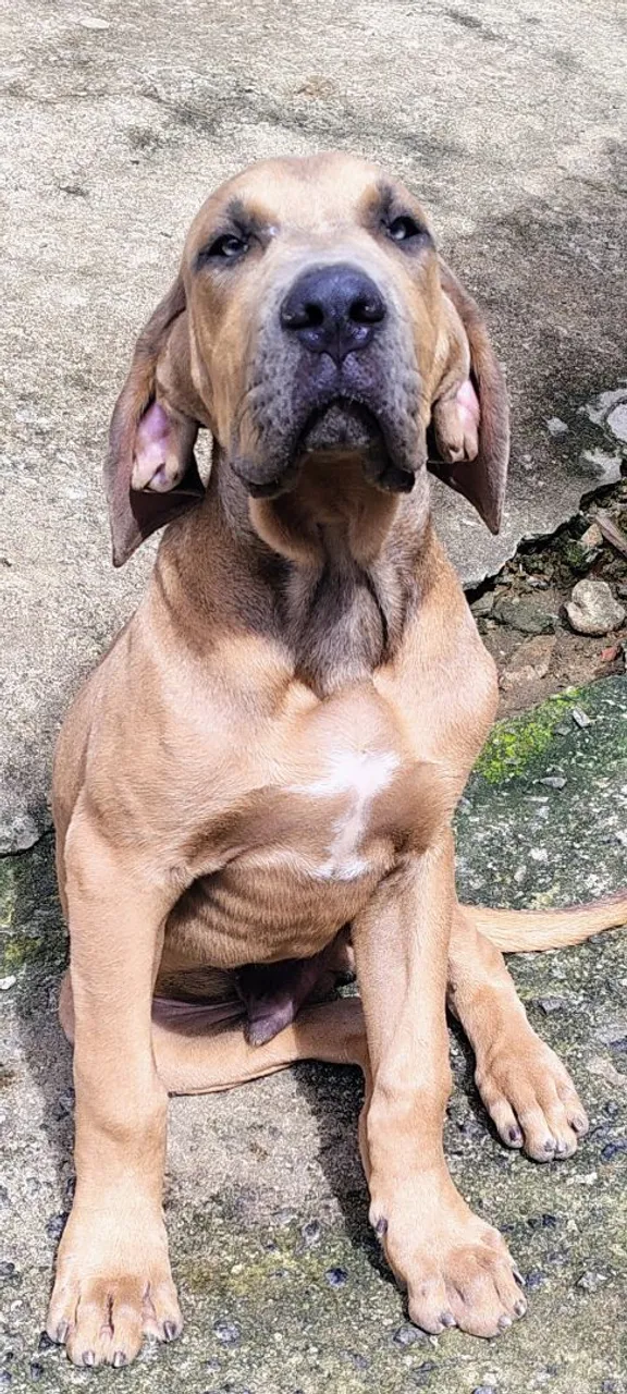 "filhote fila" - Cachorros no Brasil