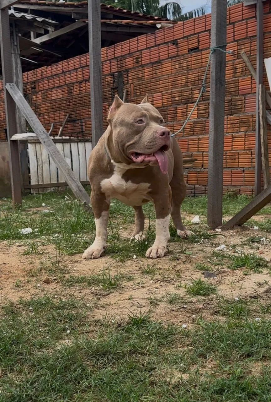 Pit Monster - Cachorros - Mazagão 1449239068 | OLX