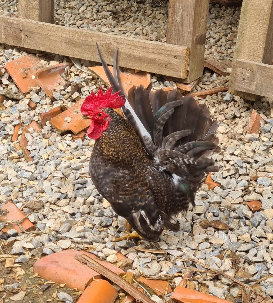 "garnizes nagasaki" no Brasil