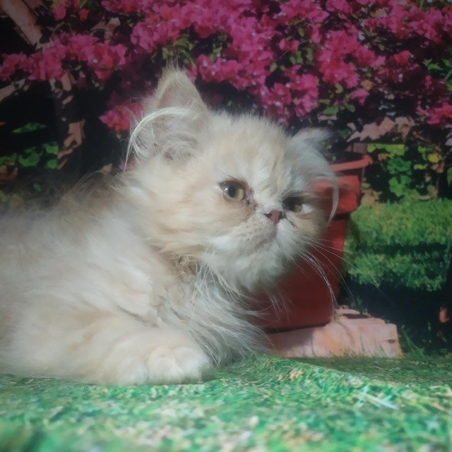 Gato persa exotico | +199 anúncios na OLX Brasil