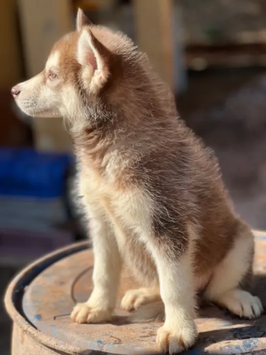 "huski seberiano" no Brasil