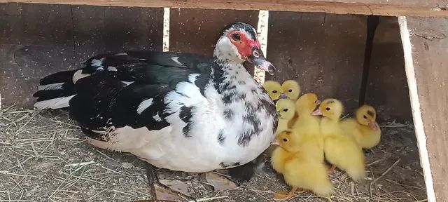 "filhotes de patos" no Brasil