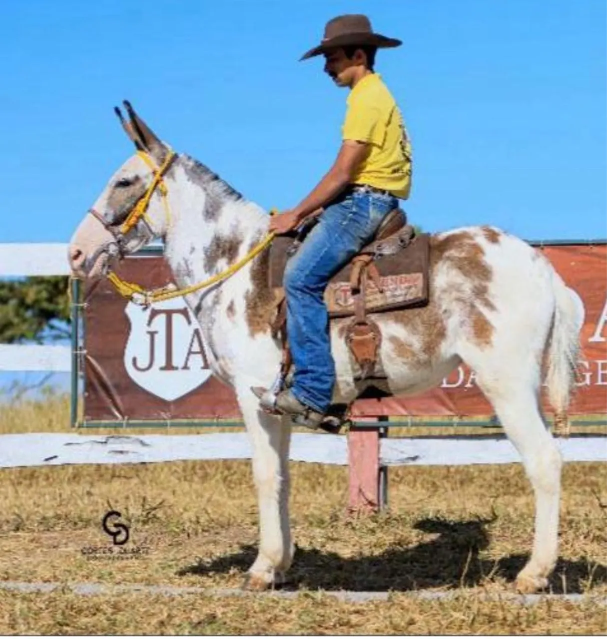 "uma mula" no Brasil