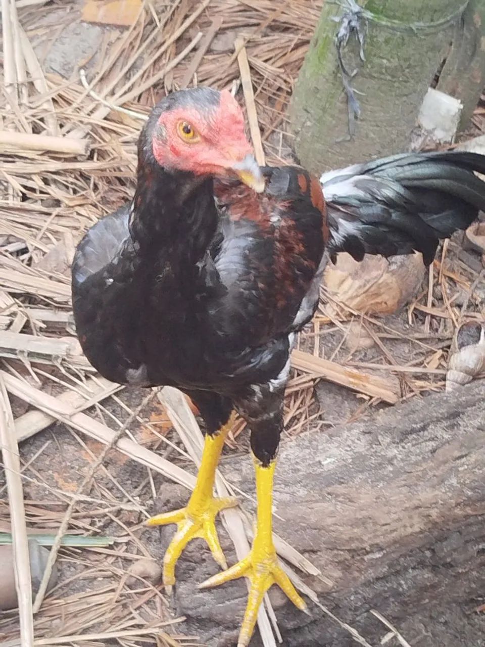 Galos e Frangos - Outros animais - Cabanagem, Belém 1469783699 | OLX