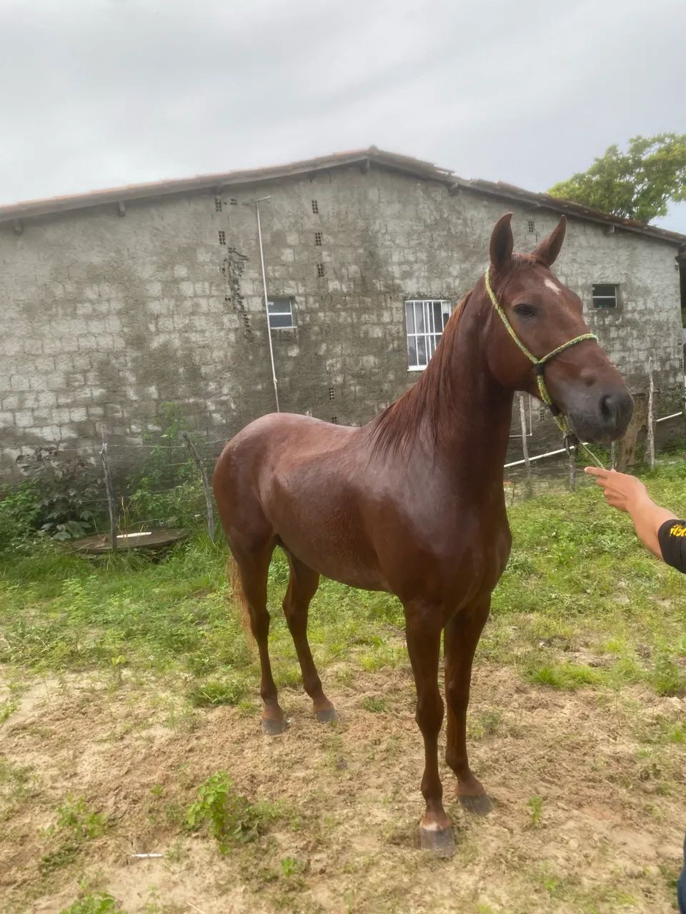 Cavalo Mangalarga - Animais para agropecuária - Pindoretama 1505164198 ...