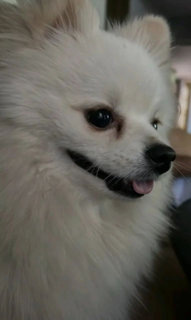 Splitz alemão 8 meses macho - Cachorros - Trindade 1460809683 | OLX