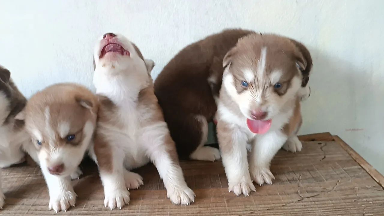 Husky siberiano wooly - Cachorros - Centro, Feira de Santana 1468198448 ...