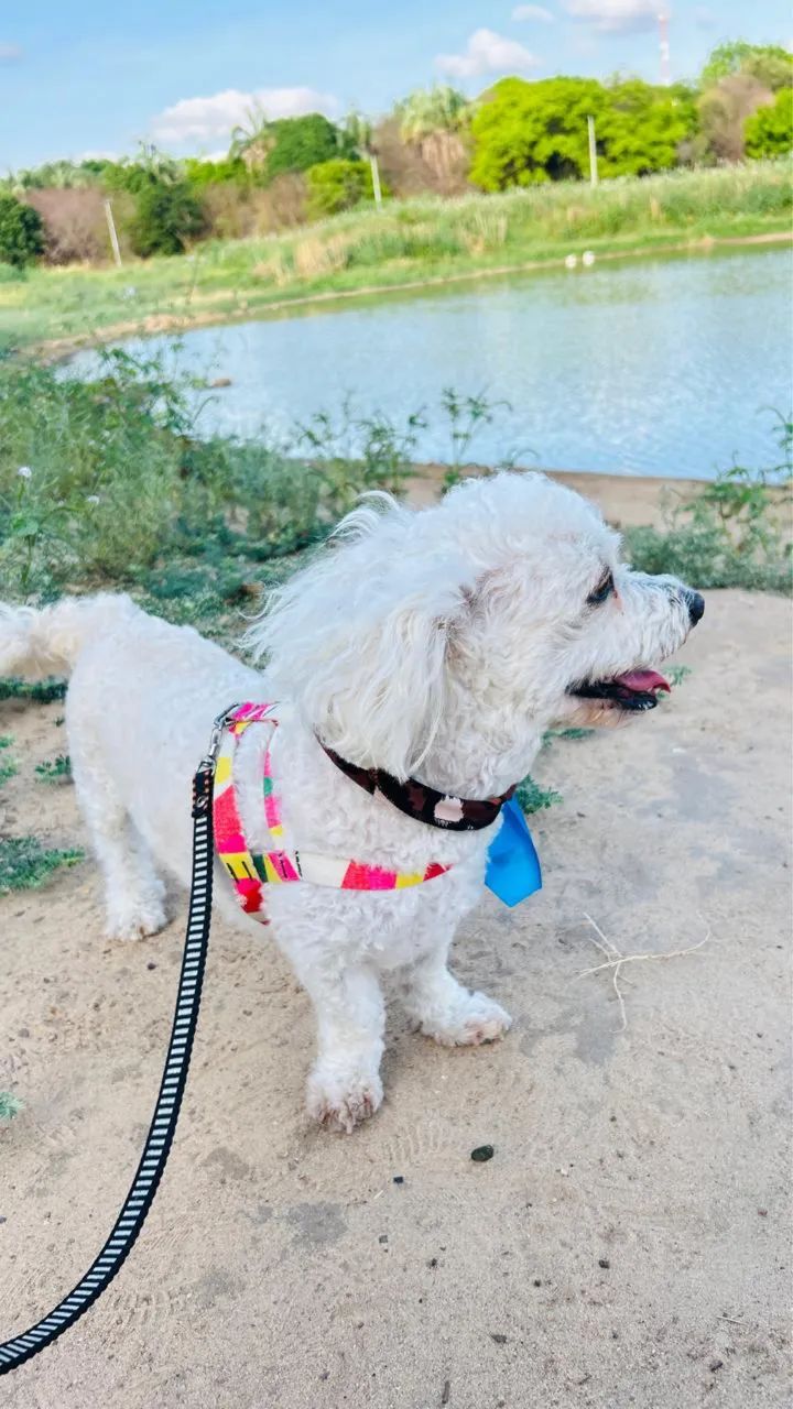 Filhotes de poodle - Cachorros - Tiradentes, Juazeiro do Norte ...