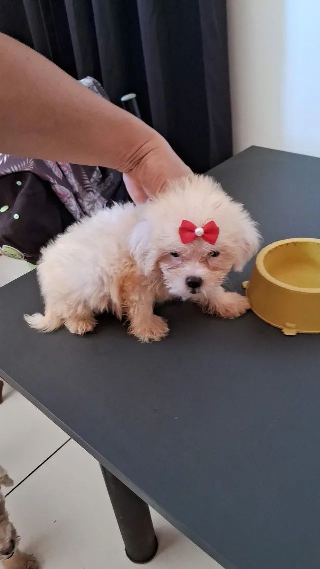 "poodle zero" no Brasil