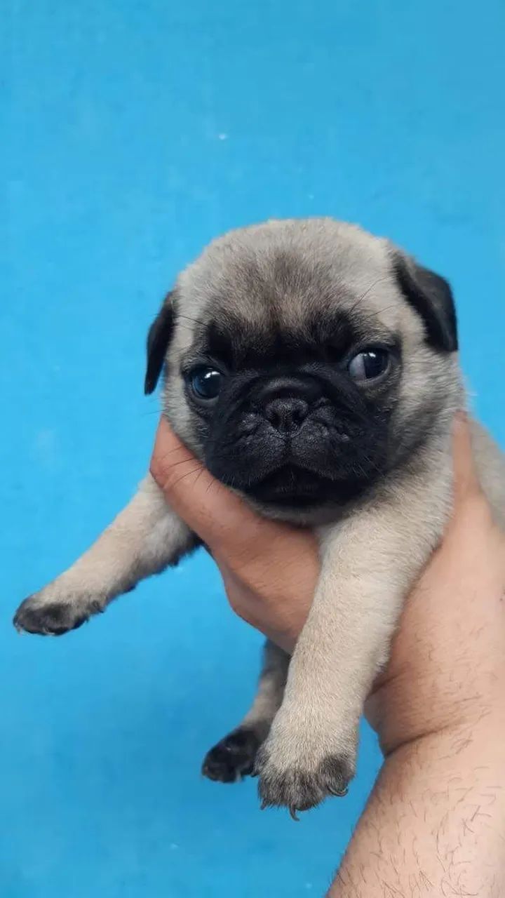 Pug fêmea mini - Cachorros - Campo Grande, Rio de Janeiro 1446894409 | OLX