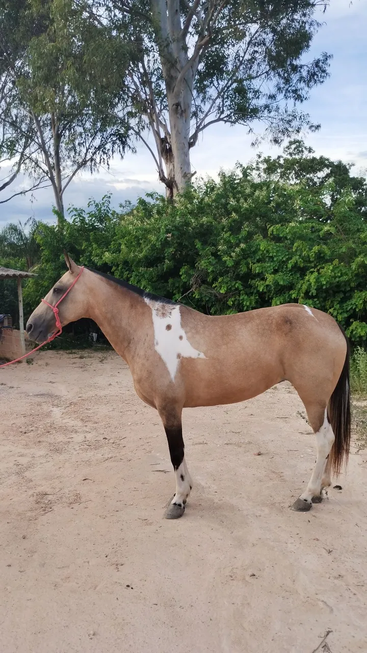 Animais para agropecuária em Minas Gerais
