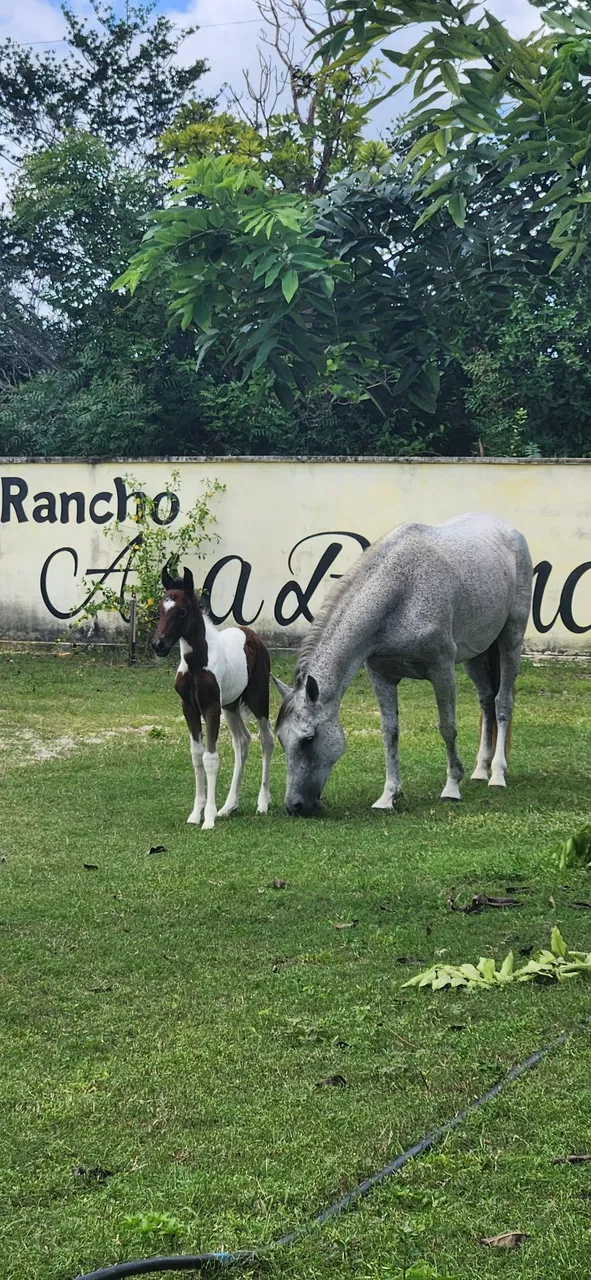 Cavalos no Ceará