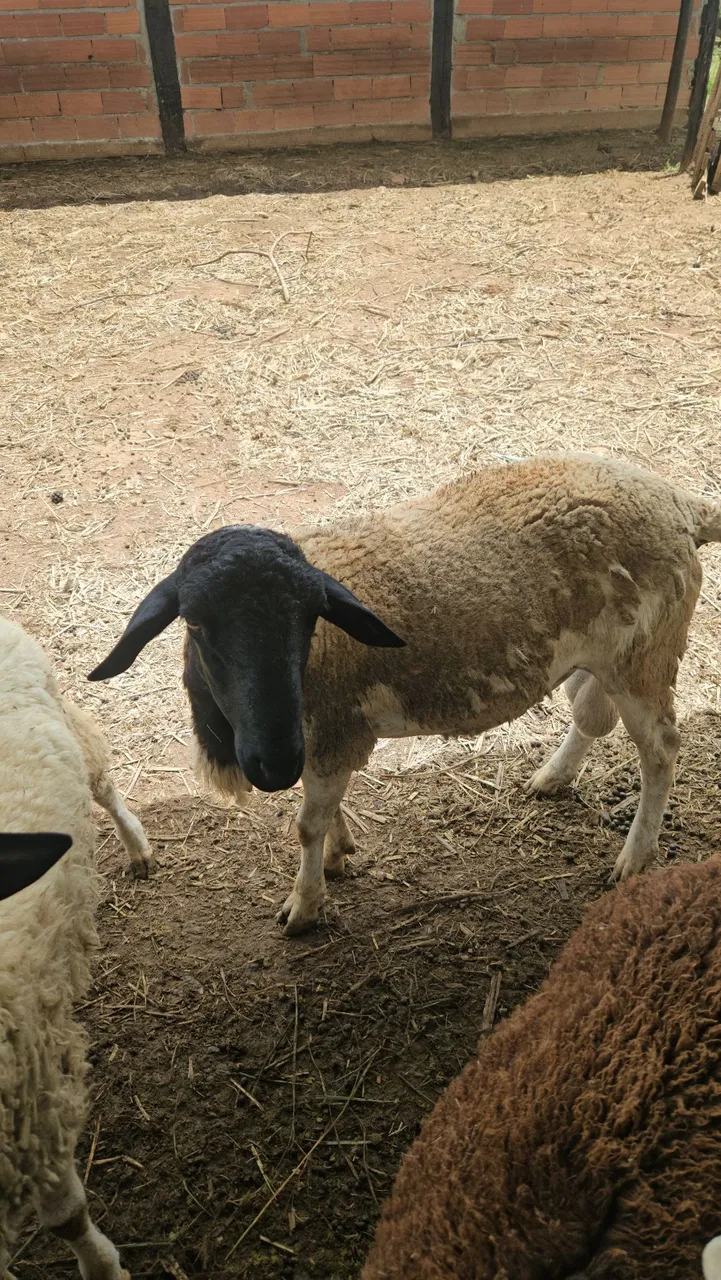 "carneiros dorper" no Brasil