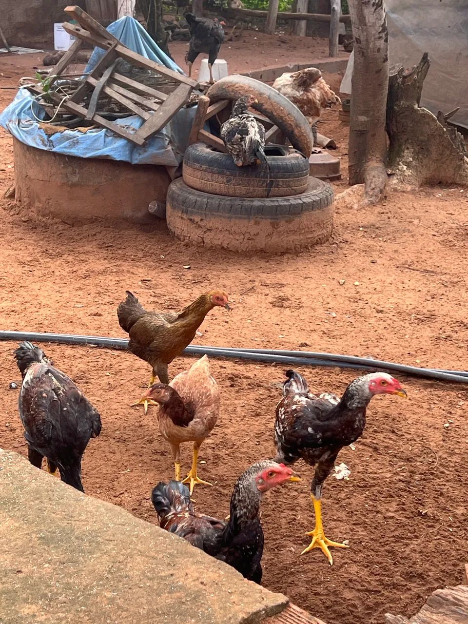 Frangos e Frangas Caipiras de Fazenda - Animais para agropecuária ...