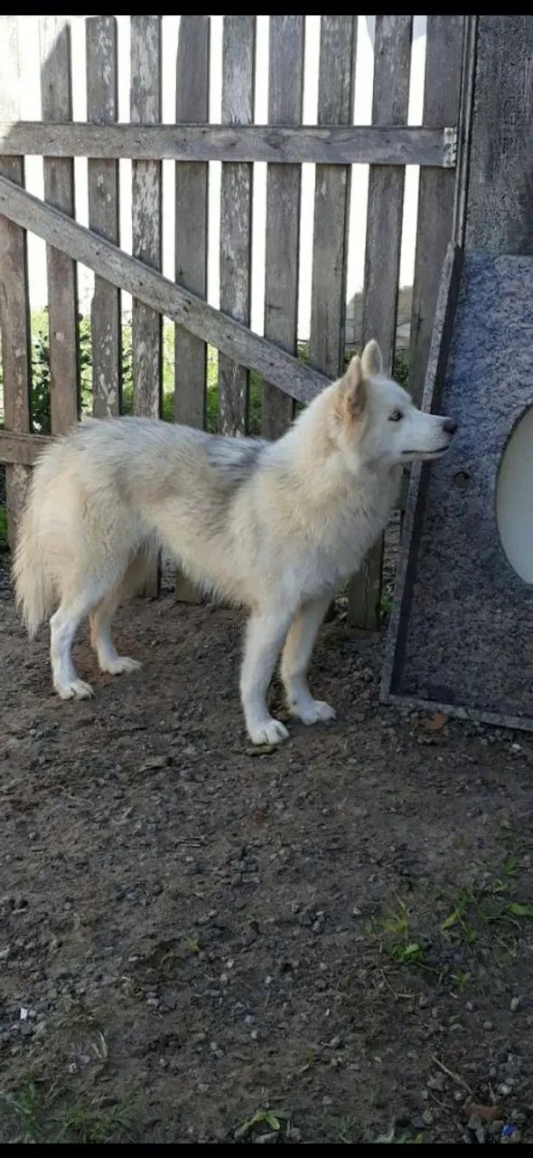 husk siberiano - Cachorros - Imbituba 1468251821 | OLX