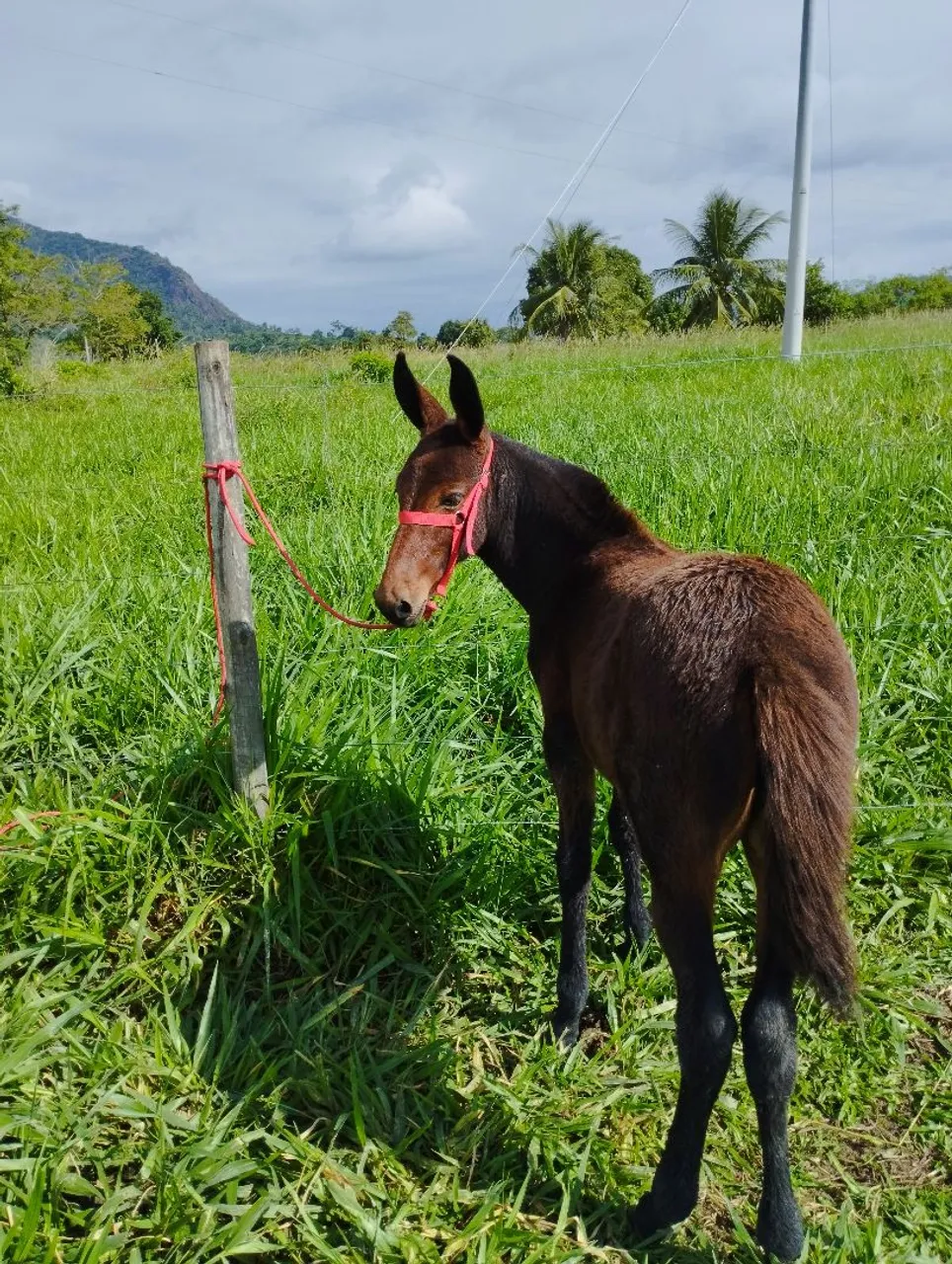 "uma mula" no Brasil