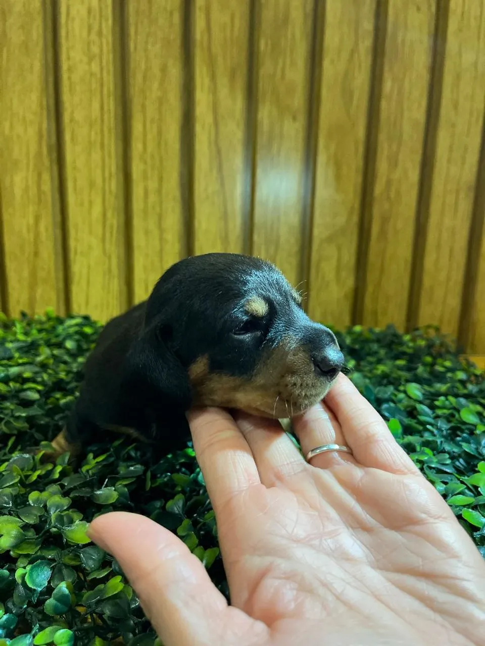 "cachorro cofap" - Cachorros no Brasil