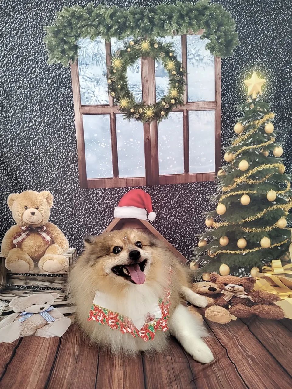 Spitz alemão para cruzar macho médio - Cachorros - Jardim Maria Cândida ...