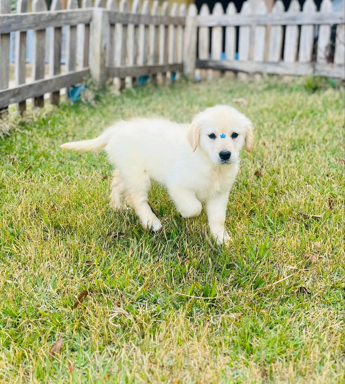 Filhote Golden Retriever Fêmea - Com Pedigree - Cachorros - Centro ...