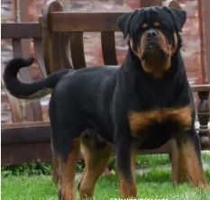 Rottweiler Leste Europeu Linhagem Doctor Timit Tor whatsapp na ...