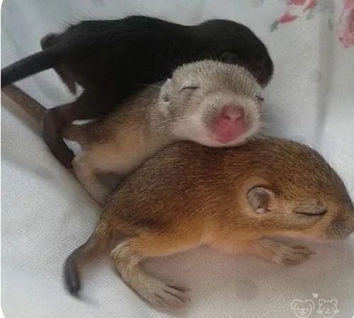 "filhote de esquilos" no Brasil