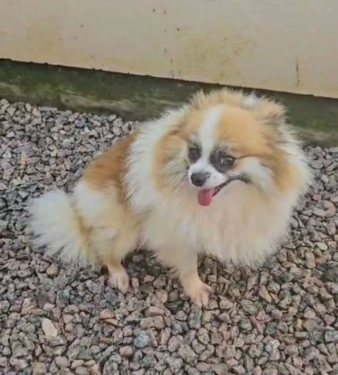 Spitz Alemão fêmea anã lulu da Pomerânia anão - Cachorros - Campinas ...