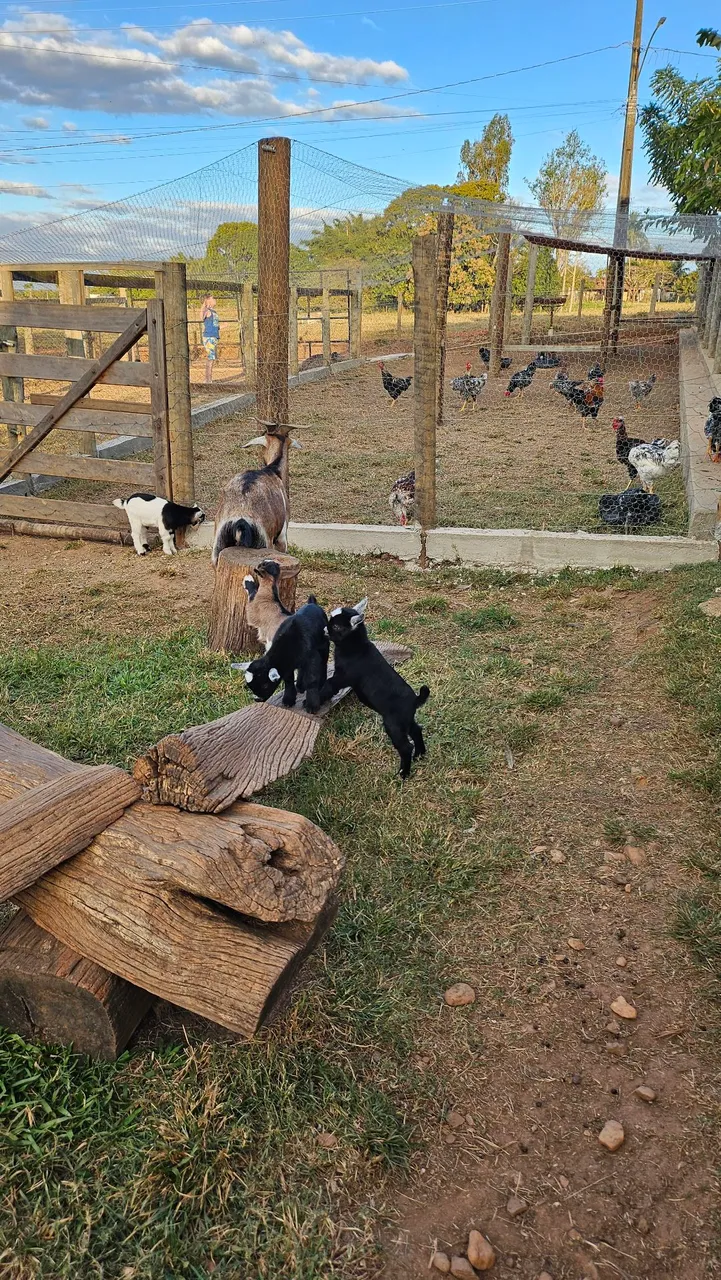 "mini cabras" no Brasil