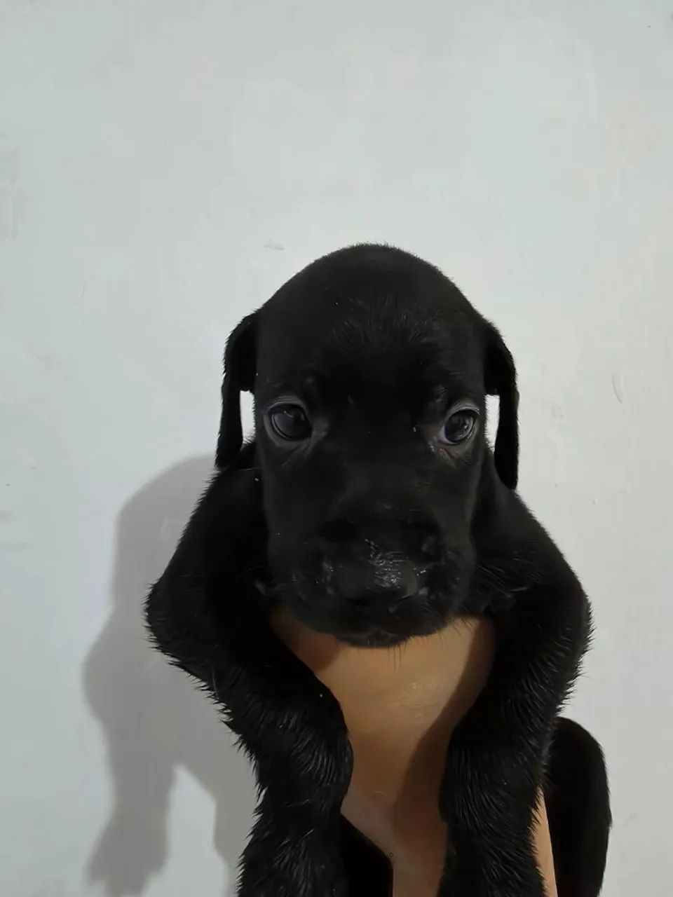 Filhotes SRD adoção - Cachorros - Taguatinga Norte (Taguatinga ...