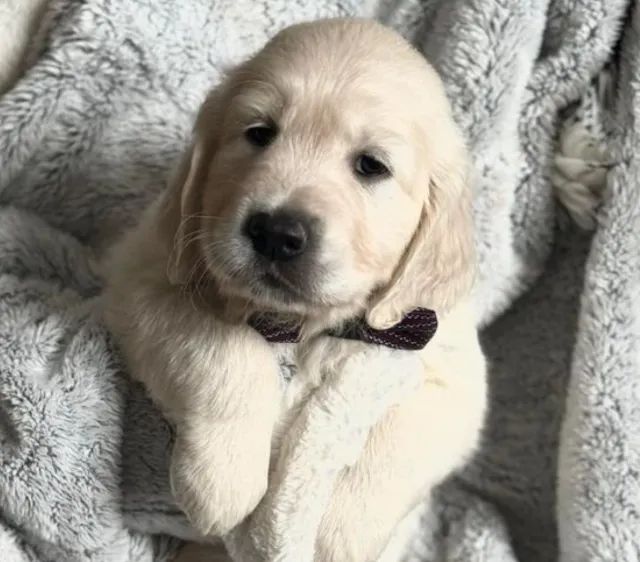 "golden core" no Brasil