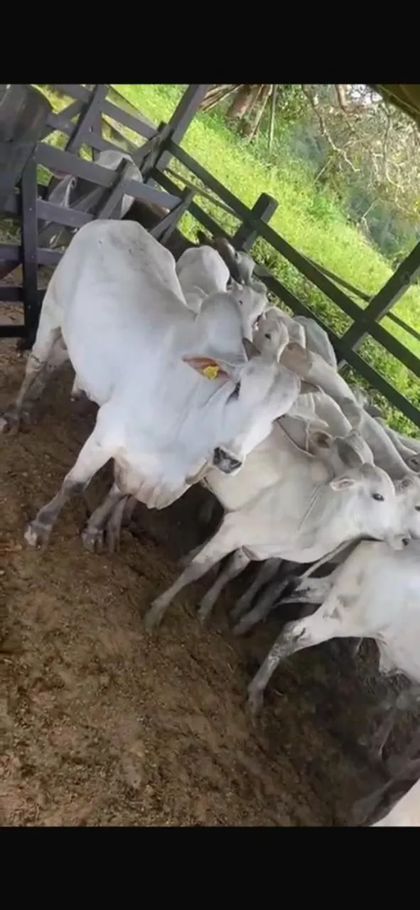 "novilhas nelores" - Animais para agropecuária no Brasil