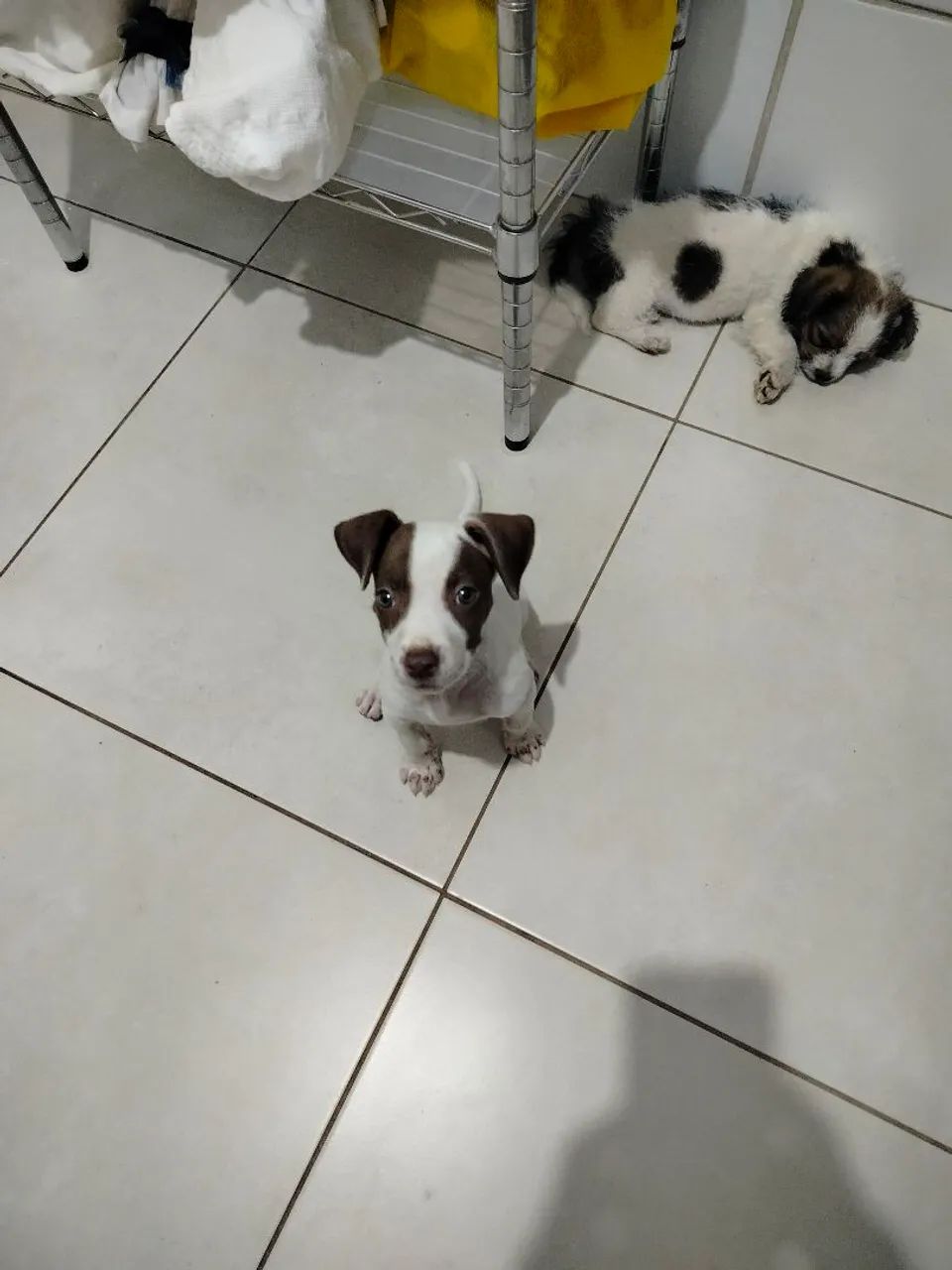 Jack Russel terrier 55 dias olhos verdes rsrs - Cachorros - Jardins ...