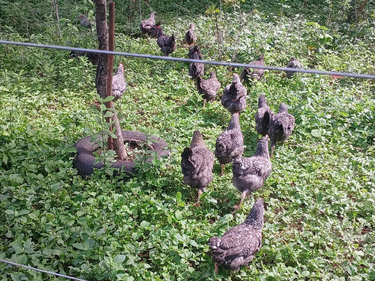 Frangos carijo - Animais para agropecuária - Centro, Luziânia ...