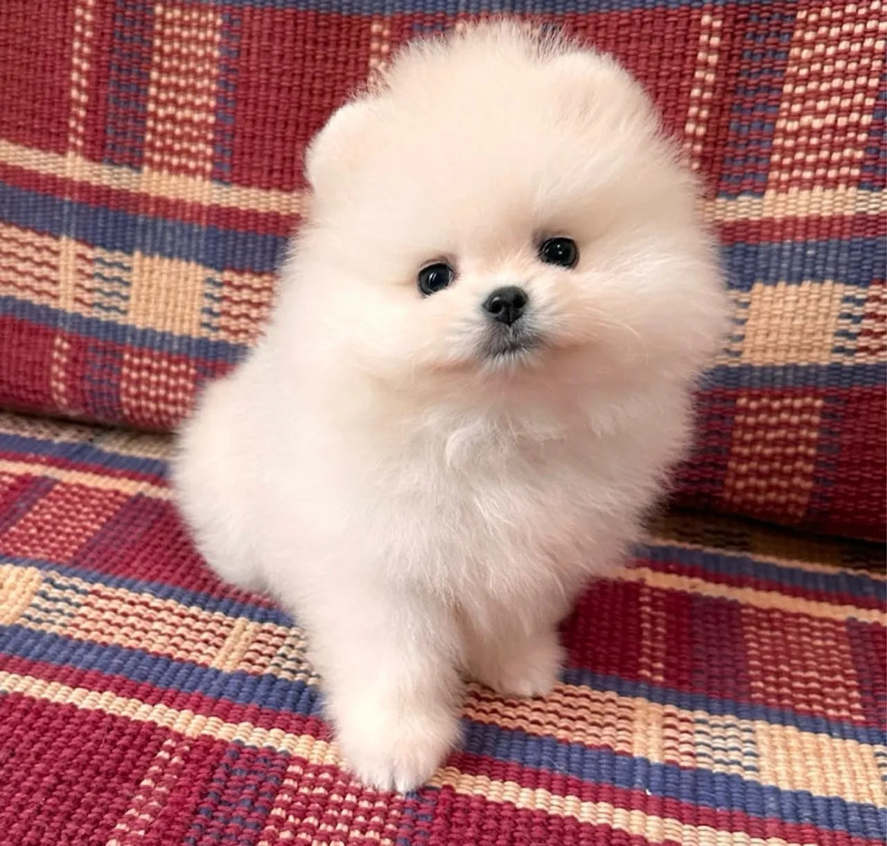 "cachorros spitz alemao" - Cachorros no Brasil