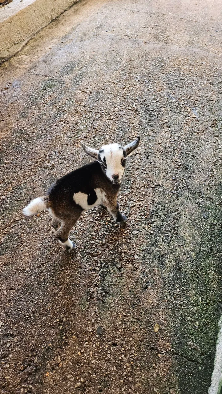 "bode filhote" no Brasil