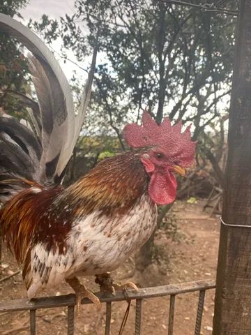 "mini garnizes" no Brasil