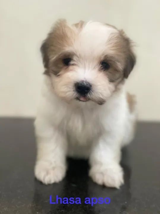 "mini lhasa apso" no Brasil